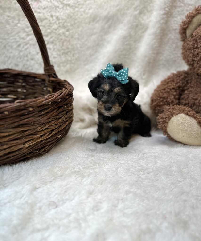 Yorkipoo Archives - Kountry Side Puppies