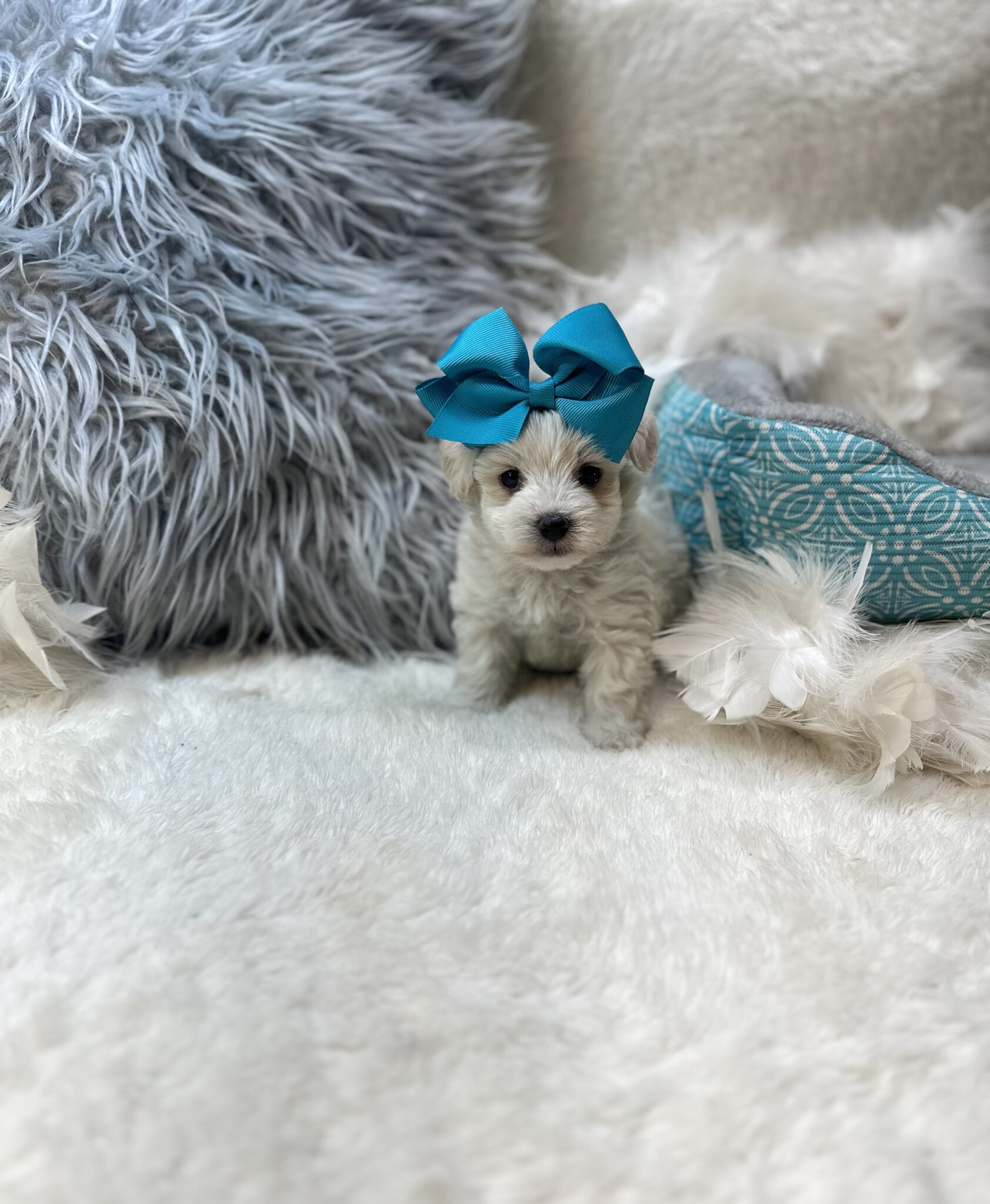 Puppies Archive - Kountry Side Puppies